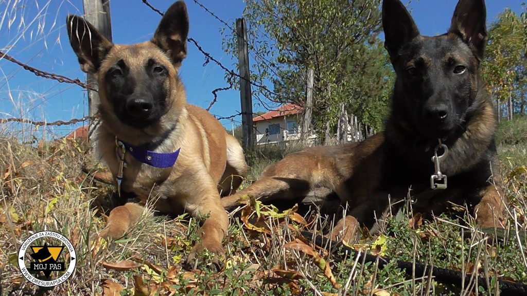 Odgajivačnica Belgijskih ovčara - Malinoa - Moj pas